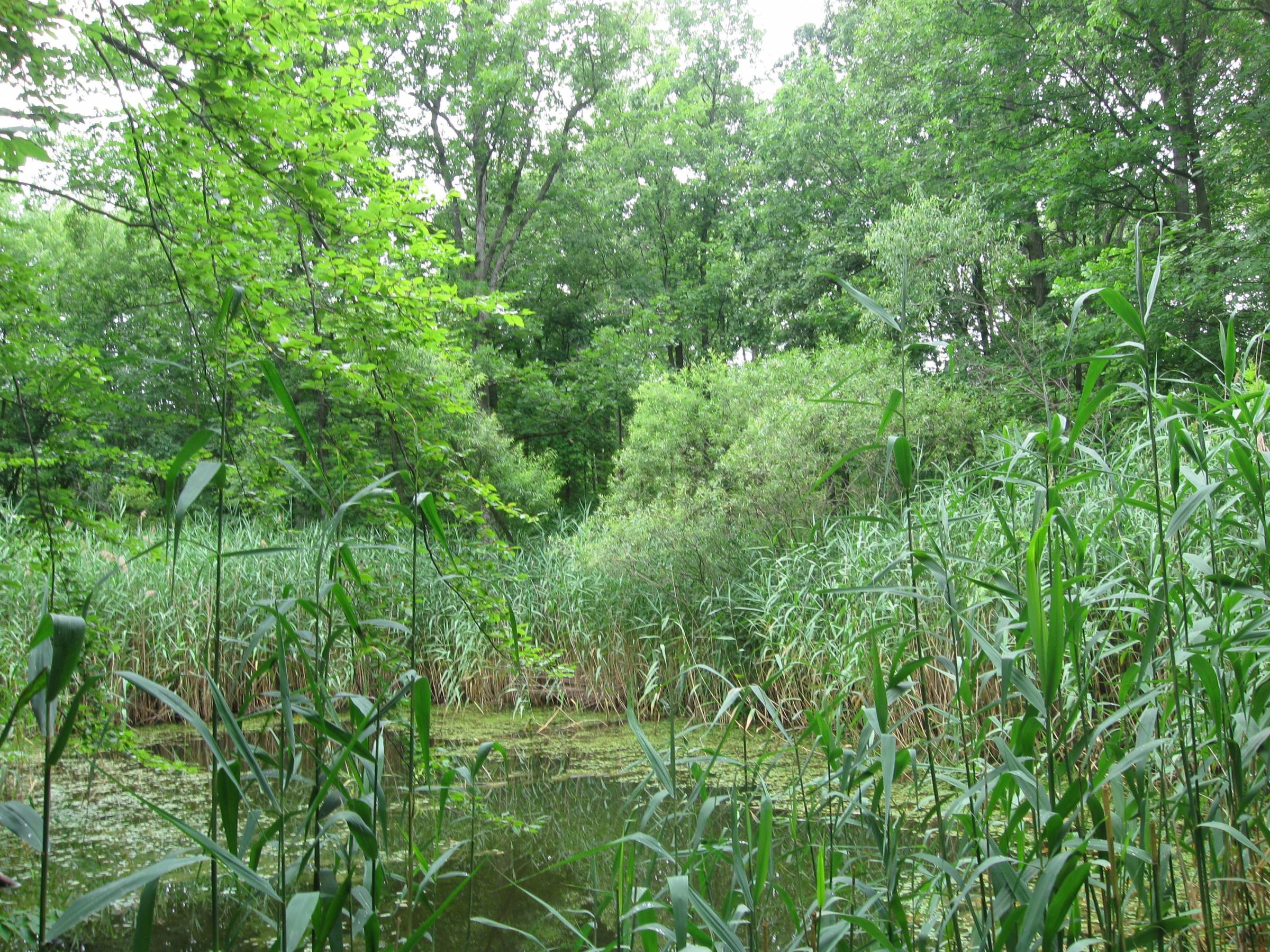 Hole 20 • Mallard's Hideout (Belleville, MI) | Disc Golf Courses | Disc ...