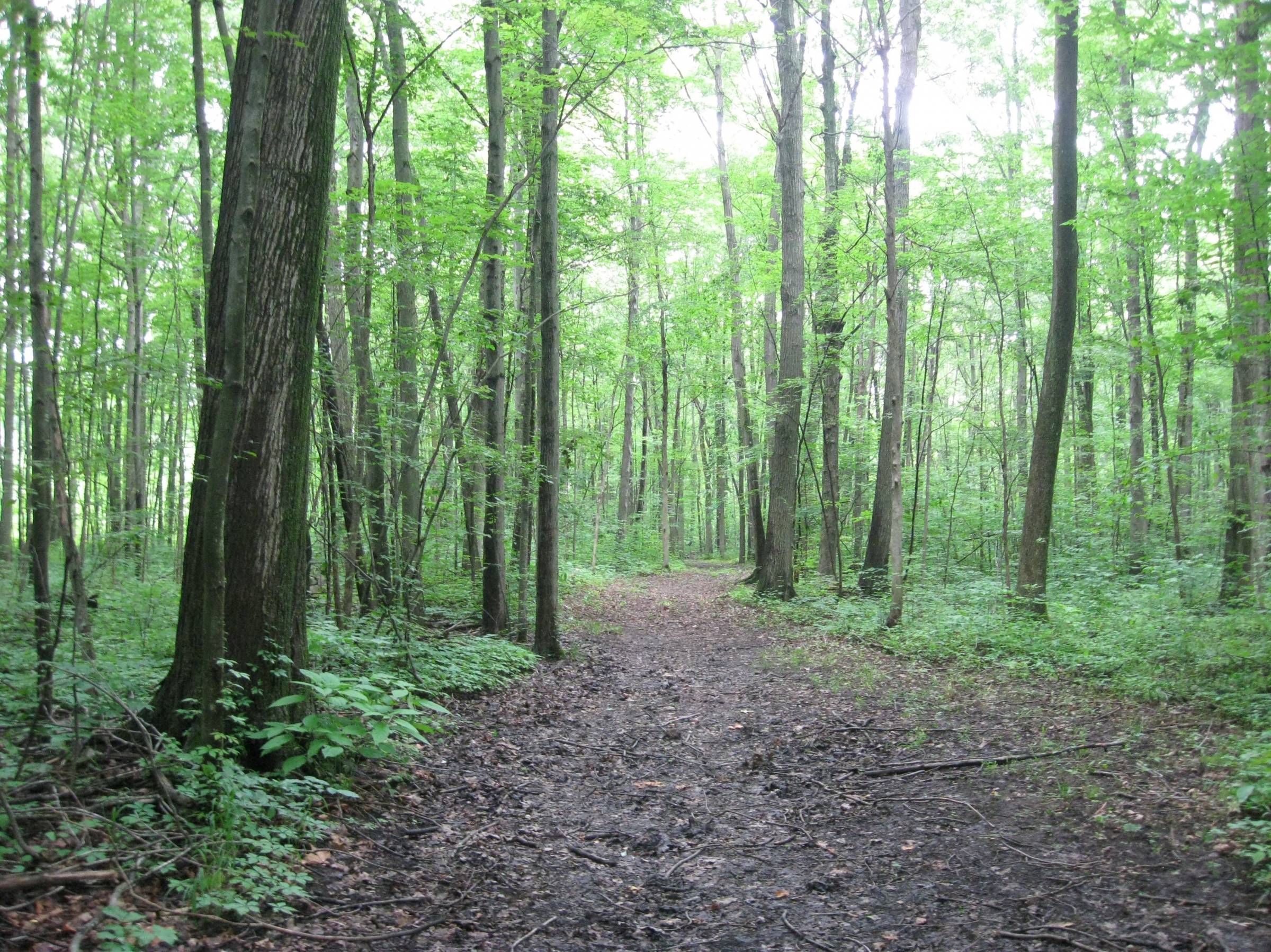 Hole 16 • Mallard's Hideout (Belleville, MI) | Disc Golf Courses | Disc ...