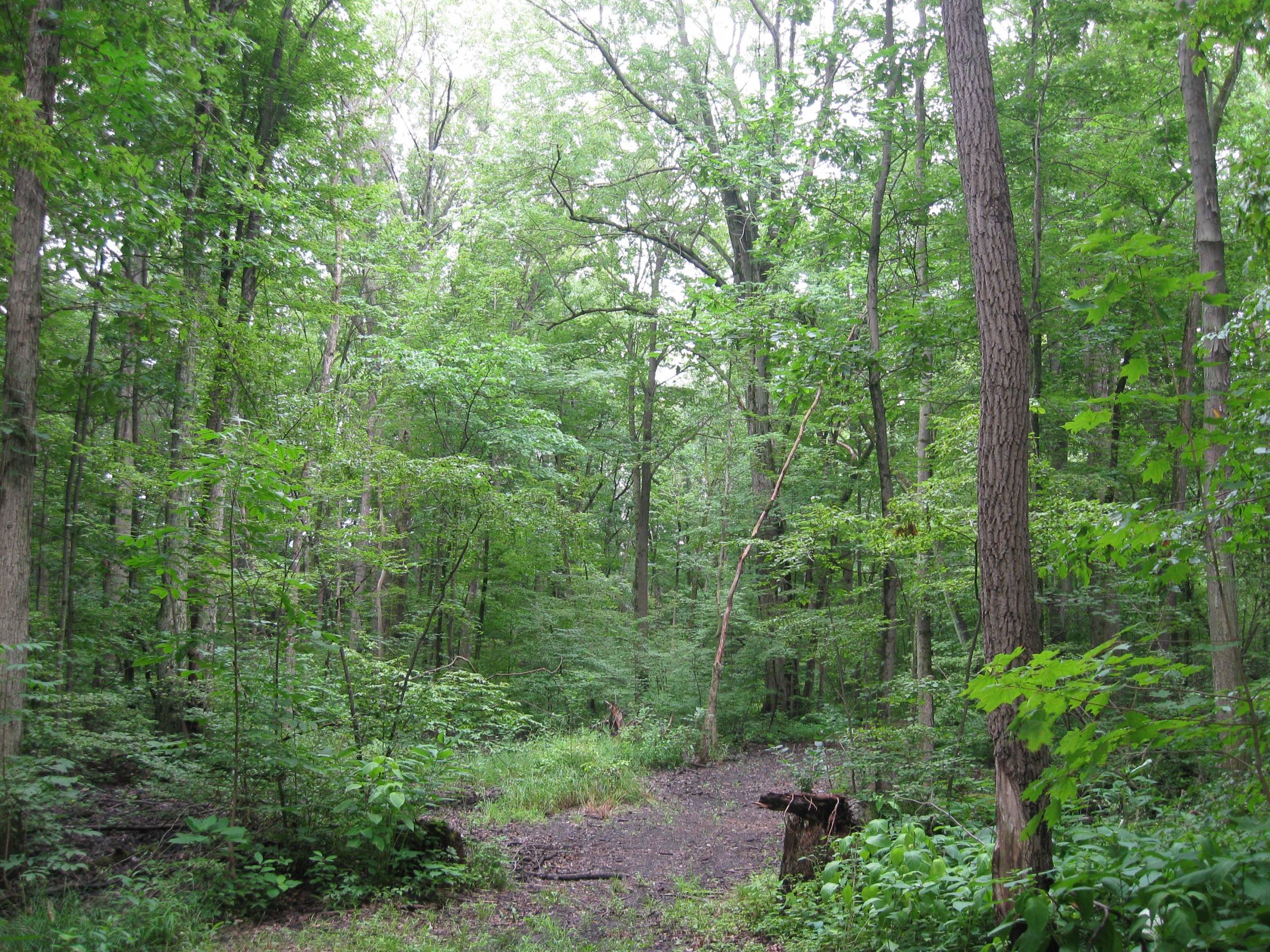 Hole 13 • Mallard's Hideout (Belleville, MI) | Disc Golf Courses | Disc ...