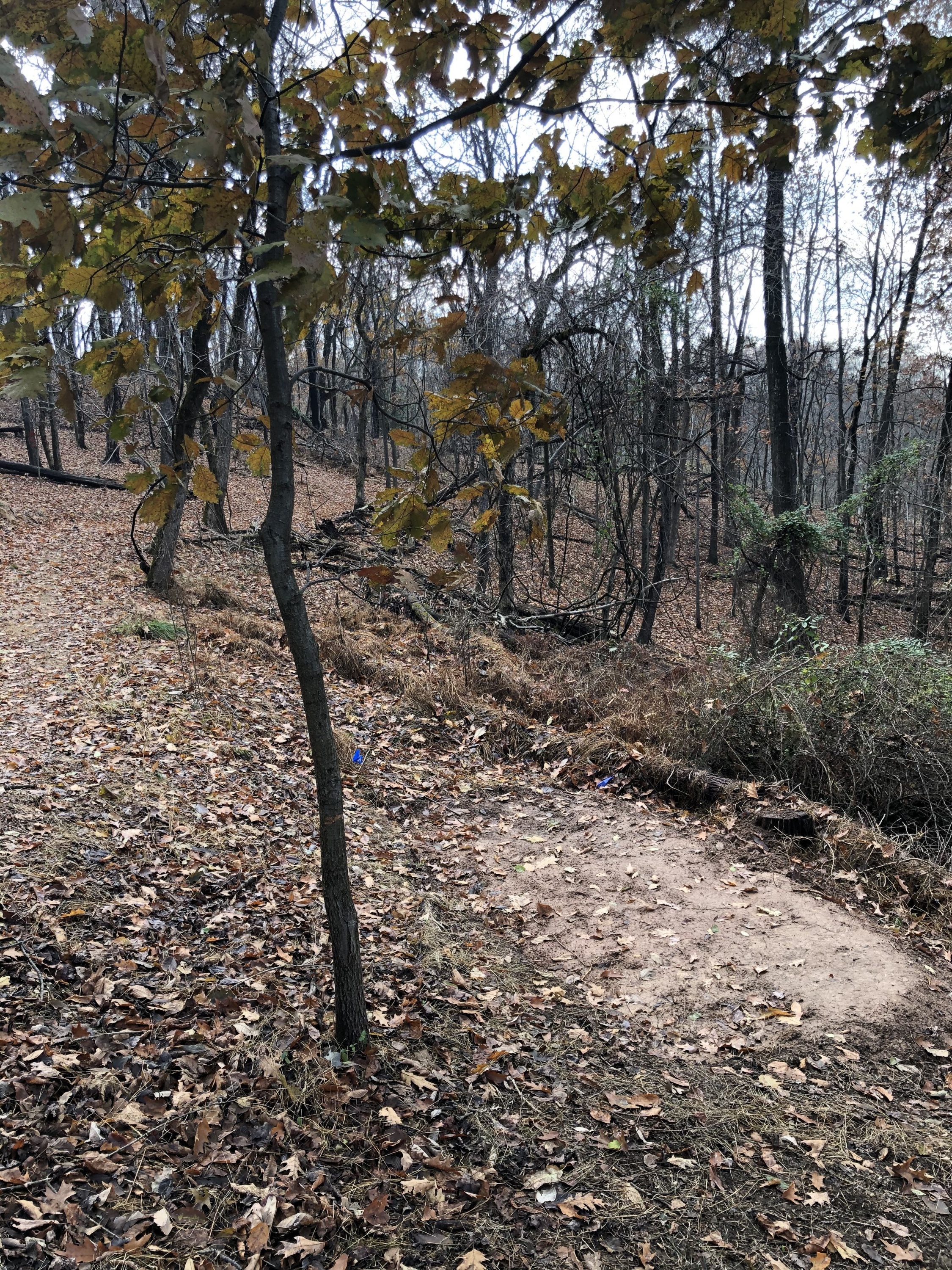 Hole 7 • Jackson Park (Vienna, WV) | Disc Golf Courses | Disc Golf Scene