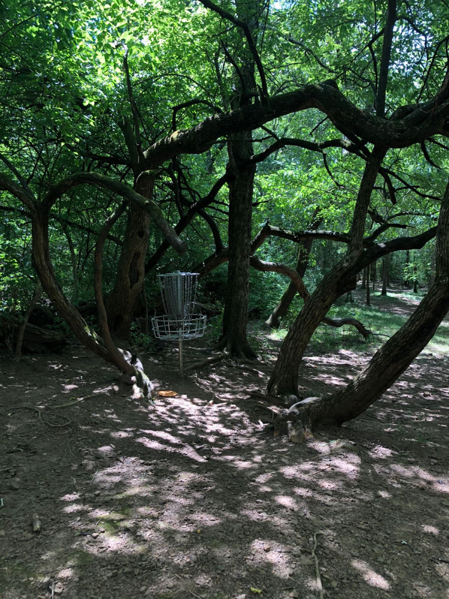 One Round Challenge at Blackberry Pines (2022, The Disc Golf Dojo ...